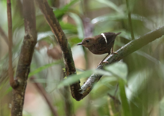 Foto uirapuru-de-asa-branca (Microcerculus bambla) Por Marco Cruz ...