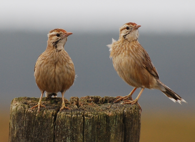 Foto cochicho (Anumbius annumbi) Por Caco Schwertner | Wiki Aves - A ...