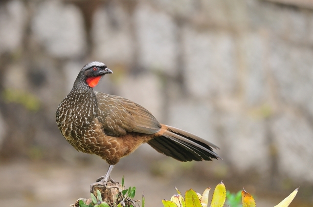 Foto jacuguaçu (Penelope obscura) Por Luiz Ribenboim | Wiki Aves - A ...
