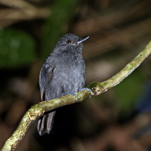 choca-lisa (Thamnophilus aethiops) | WikiAves - A Enciclopédia das Aves ...