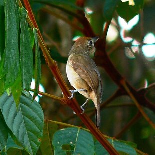 choca-murina (Thamnophilus murinus) | WikiAves - A Enciclopédia das ...