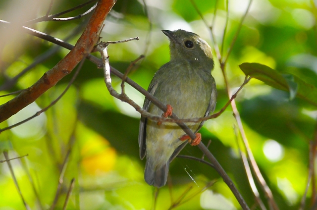 Foto tangará-príncipe (Chiroxiphia pareola) Por Joao Quental | Wiki ...