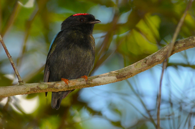 Foto tangará-príncipe (Chiroxiphia pareola) Por Joao Quental | Wiki ...