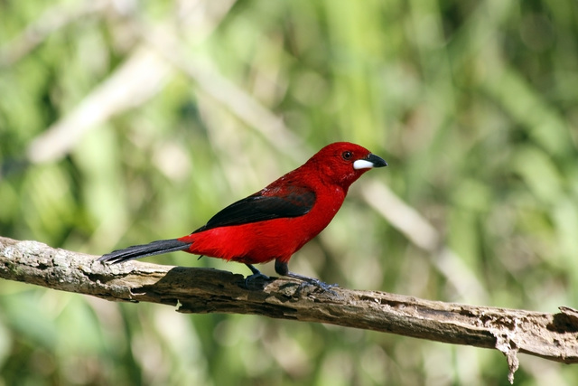 Foto tiê-sangue (Ramphocelus bresilia) Por Claudio Morais | Wiki Aves ...