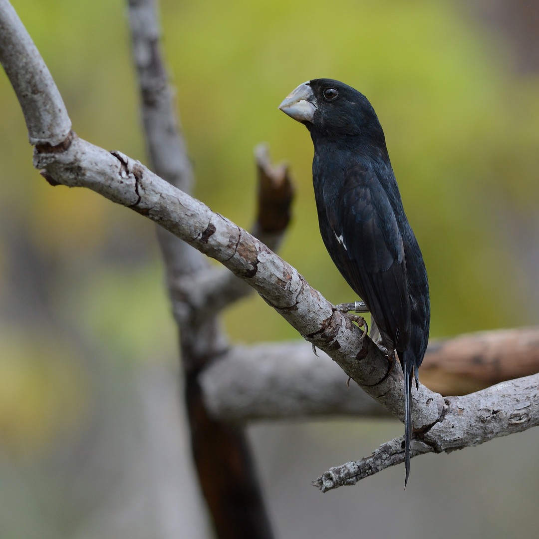 Foto bicudo (Sporophila maximiliani) Por Jonatas Rocha | Wiki Aves - A ...