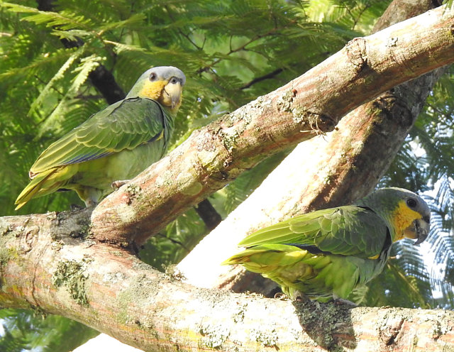 Foto curica (Amazona amazonica) Por Valdecir Sartor | Wiki Aves - A ...