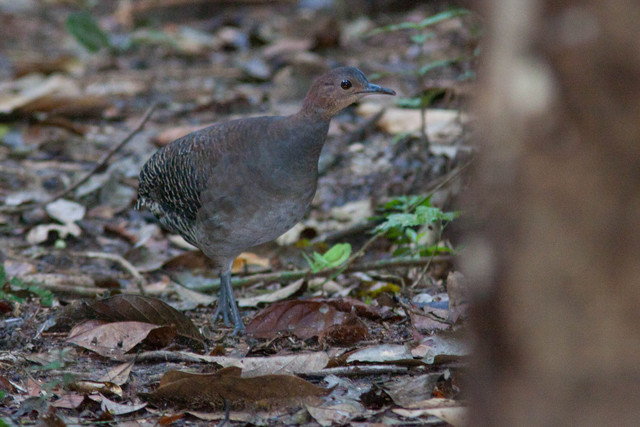 Crypturellus sp. (Crypturellus sp.) | WikiAves - A Enciclopédia das ...