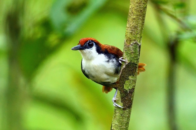 Foto mãe-de-taoca-bochechuda (Gymnopithys leucaspis) Por Luiz Fernando ...
