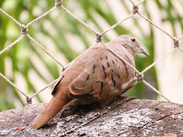 Foto rolinha-roxa (Columbina talpacoti) Por Paula Ramos | Wiki Aves - A ...
