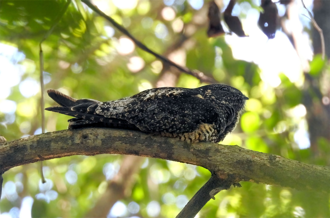 Foto tuju (Lurocalis semitorquatus) Por Jayrson Araújo | Wiki Aves - A ...