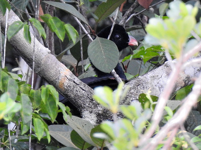 Foto mutum-do-norte (Pauxi tomentosa) Por Ramiro Melinski | Wiki Aves ...