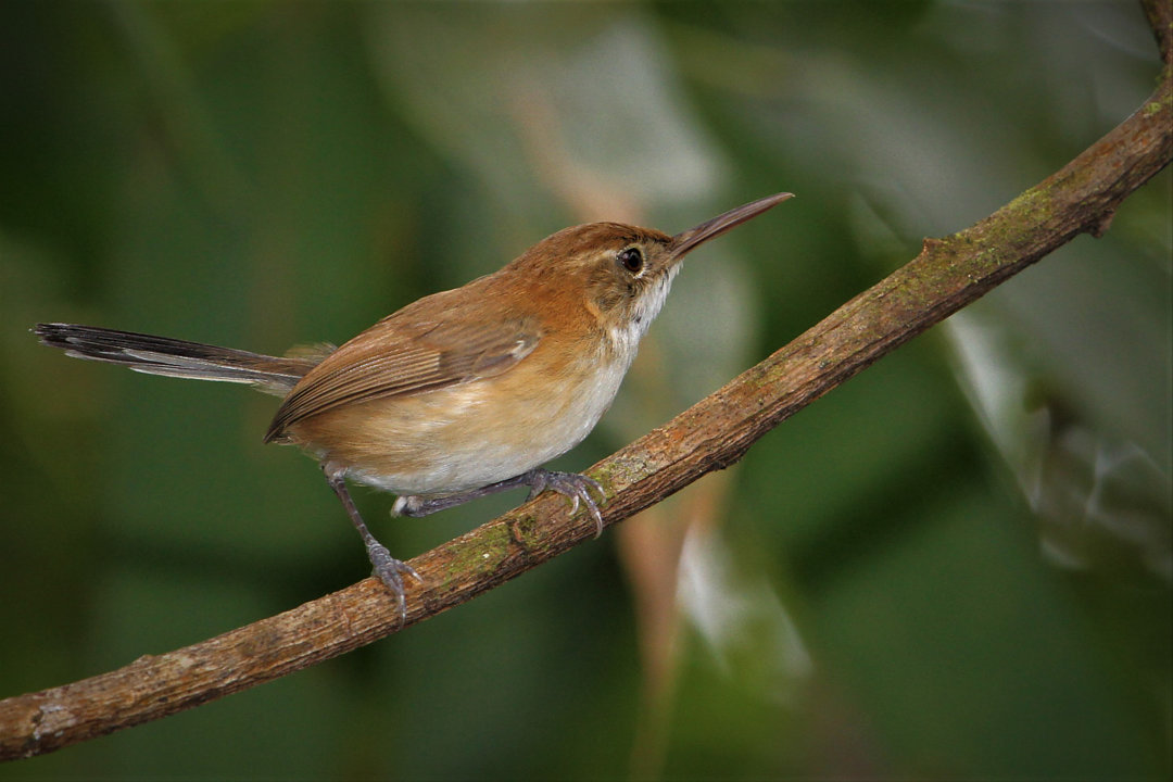 Foto chirito (Ramphocaenus melanurus) Por Marcio Varchaki | Wiki Aves ...