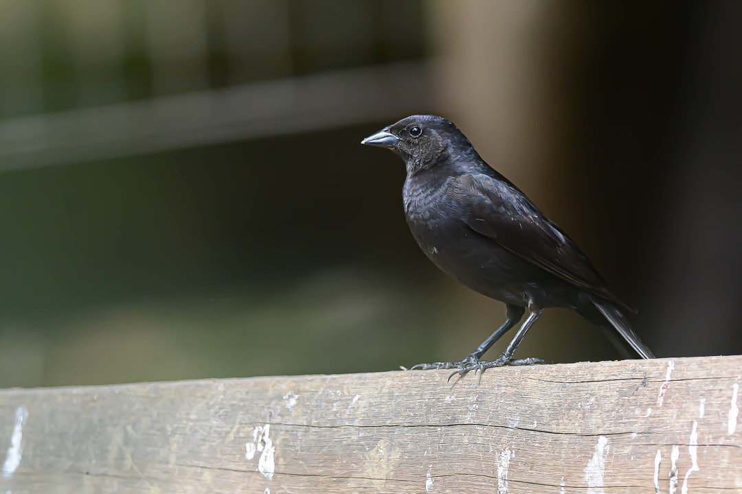 Foto chupim (Molothrus bonariensis) Por João Pedro Faulstich | Wiki ...
