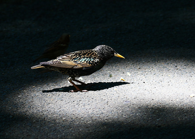 Foto estorninho (Sturnus vulgaris) Por Sergio Berkenbrock | Wiki Aves ...