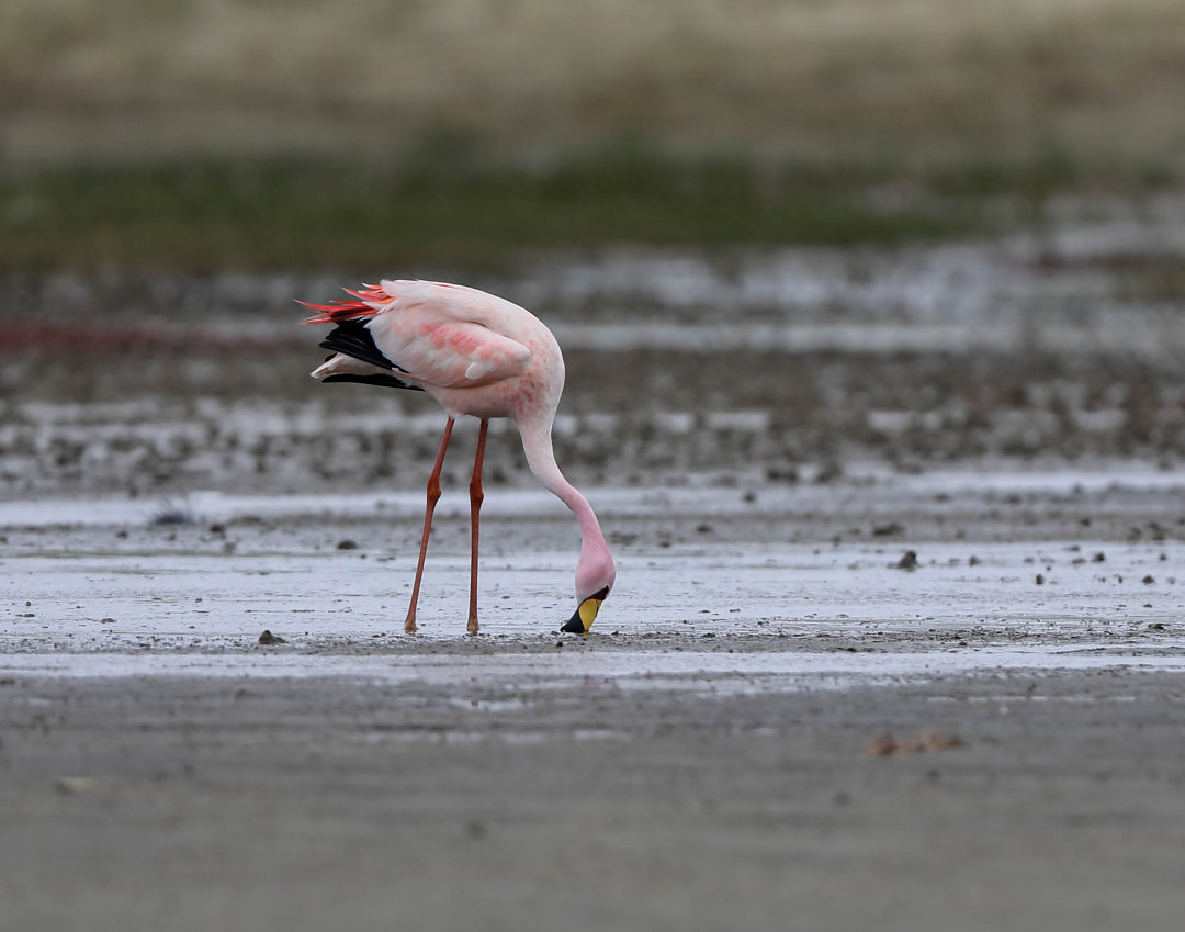 Foto flamingo-da-puna (Phoenicoparrus jamesi) Por Claudio Furini | Wiki ...