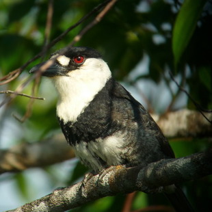 macuru-de-pescoço-branco (Notharchus macrorhynchos) | WikiAves - A ...