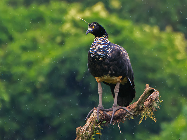 Foto anhuma (Anhima cornuta) Por Dario Sanches | Wiki Aves - A ...