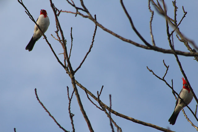 Foto cardeal (Paroaria coronata) Por Luana Rossi Guareschi | Wiki Aves ...