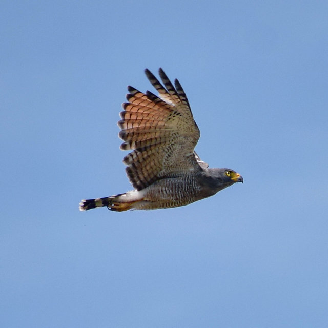 Foto gavião-carijó (Rupornis magnirostris) Por Saulo S. Souza | Wiki ...