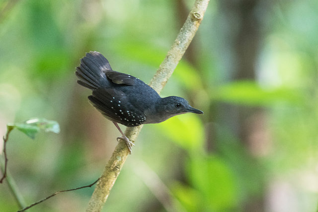 Foto formigueiro-de-asa-pintada (Myrmelastes leucostigma) Por Luiz ...
