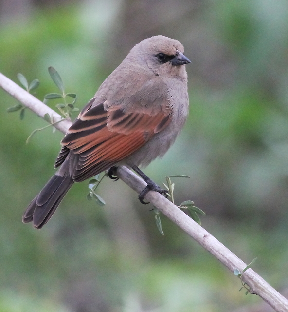 Foto asa-de-telha (Agelaioides badius) Por Mathias Singer | Wiki Aves ...