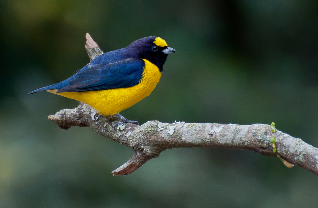 Foto fim-fim (Euphonia chlorotica) Por Paulo Fenalti | Wiki Aves - A ...
