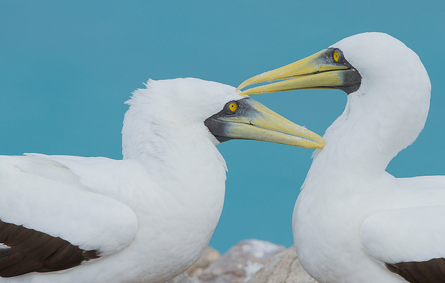 atobá-grande (Sula dactylatra) | WikiAves - A Enciclopédia das Aves do ...