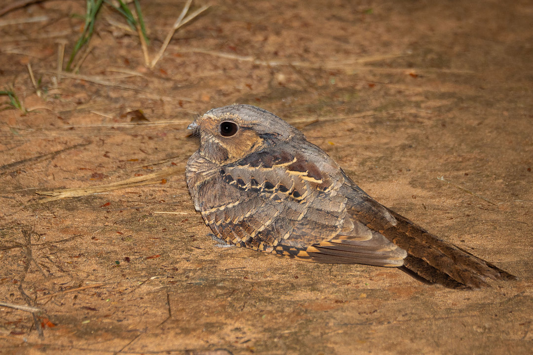 Foto bacurau (Nyctidromus albicollis) Por Vitor Rolf Laubé | Wiki Aves ...