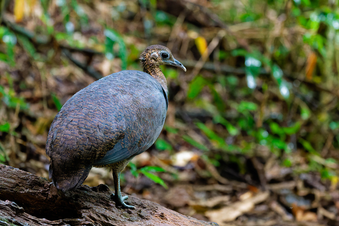 Foto macuco (Tinamus solitarius) Por Evaldo Cesari | Wiki Aves - A ...