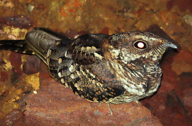 Foto bacurau (Nyctidromus albicollis) Por Raisson T. Rodrigues | Wiki ...