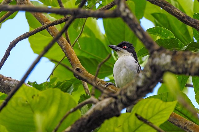 Foto choró-boi (Taraba major) Por Antonio Maia Neto | Wiki Aves - A ...