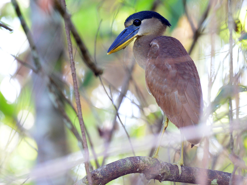 Foto arapapá (Cochlearius cochlearius) Por José Amaral | Wiki Aves - A ...