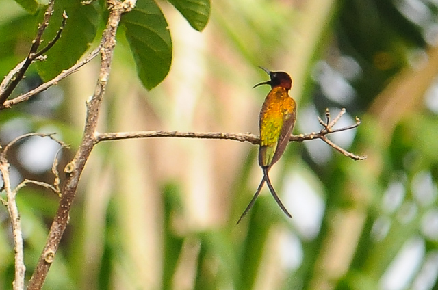 Foto topázio-de-fogo (Topaza pyra) Por Margi Moss | Wiki Aves - A ...