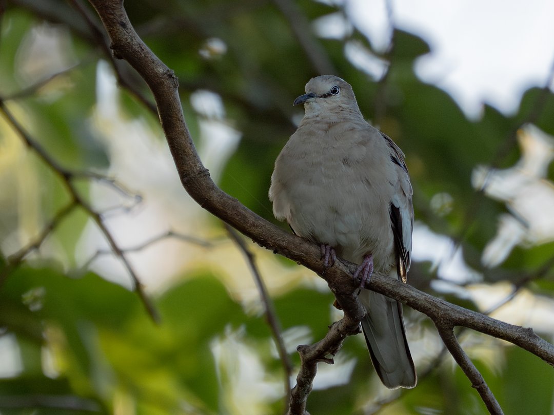 Foto rolinha-picuí (Columbina picui) Por Klenisson Brenner | Wiki Aves ...