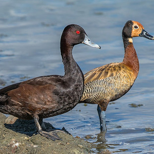 paturi-preta (Netta erythrophthalma) | WikiAves - A Enciclopédia das ...