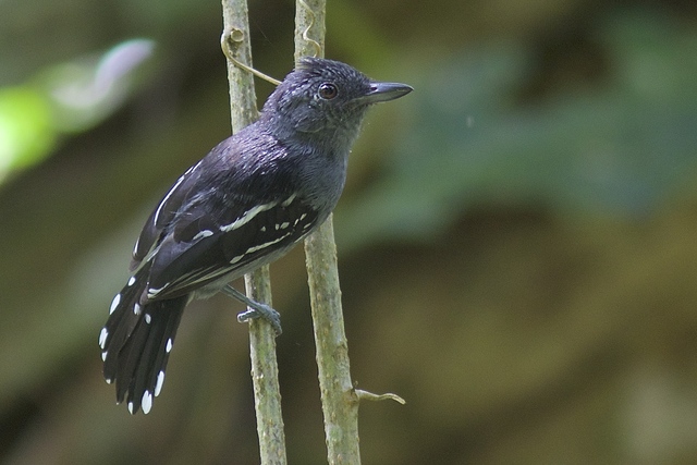 choca-canela (Thamnophilus amazonicus) | WikiAves - A Enciclopédia das ...