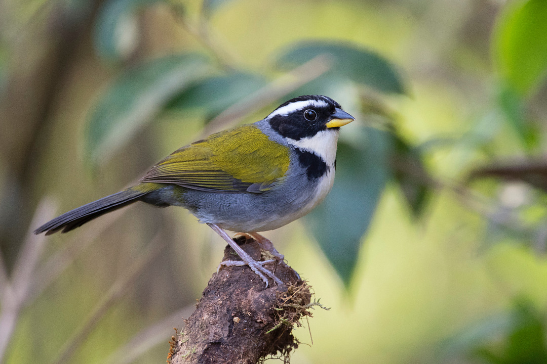 Foto tico-tico-do-mato (Arremon semitorquatus) Por Luiz Fernando Matos ...