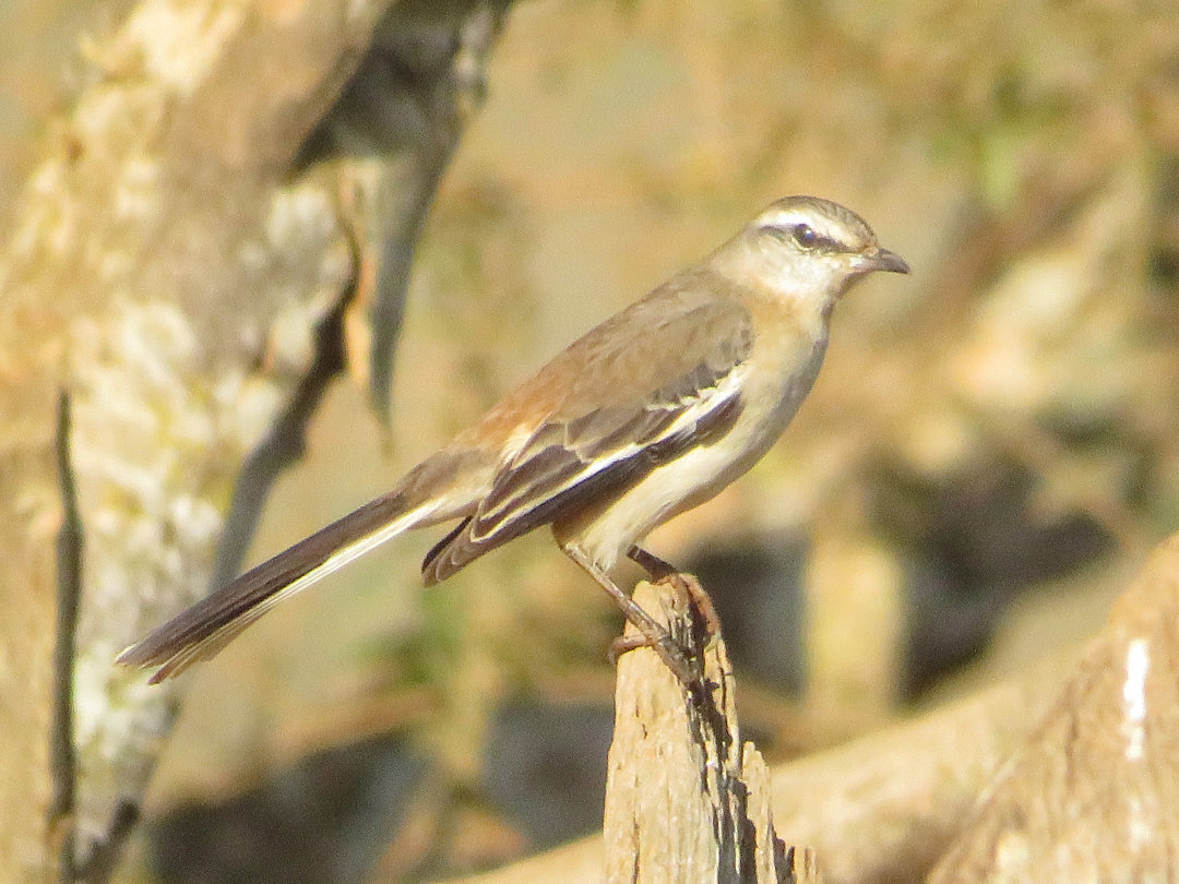 Foto calhandra-de-três-rabos (Mimus triurus) Por Vlademir Barbosa ...