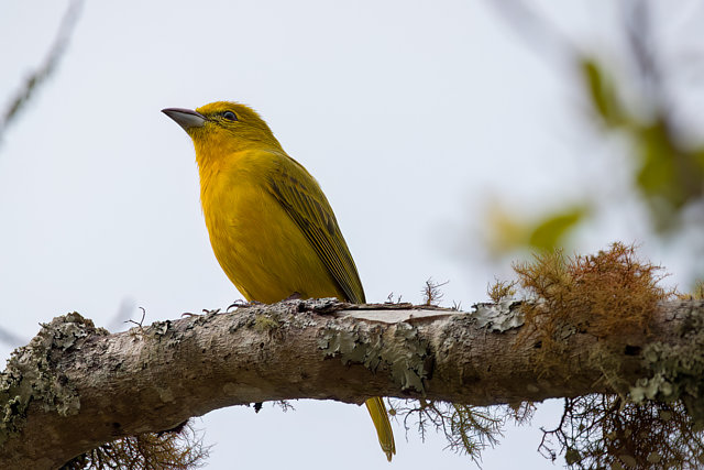 Foto sanhaço-de-fogo (Piranga flava) Por Mario Polidoro | Wiki Aves - A ...
