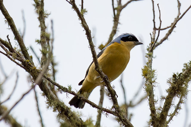 Foto saíra-viúva (Pipraeidea melanonota) Por Mario Polidoro | Wiki Aves ...