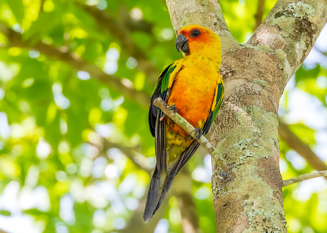 Foto cacaué (Aratinga maculata) Por Fernando Farias | Wiki Aves - A ...