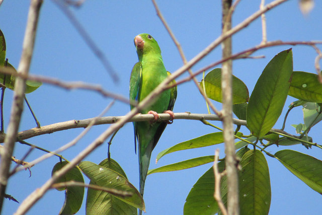Foto periquito-rico (Brotogeris tirica) Por Alessandra Lorena | Wiki ...