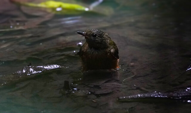 Foto abre-asa (Mionectes oleagineus) Por Christopher Borges | Wiki Aves ...