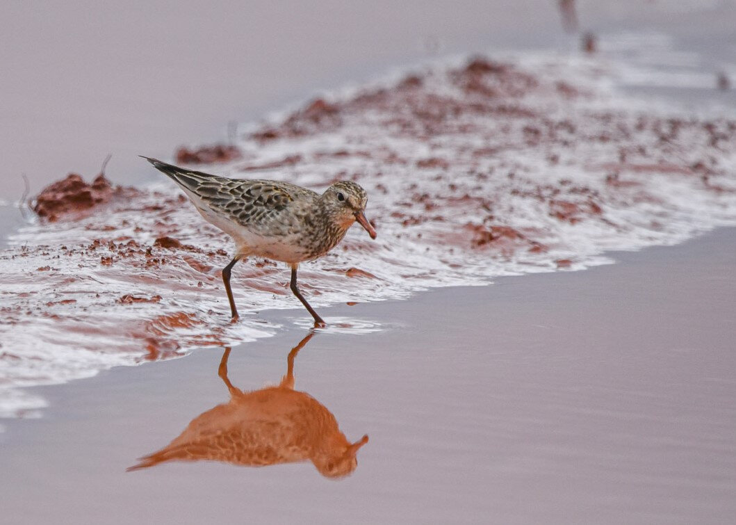 Foto maçarico-de-sobre-branco (Calidris fuscicollis) Por José Pireni ...