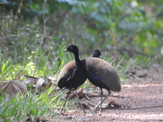 Foto jacamim-do-xingu (Psophia interjecta) Por João Zecchini Gebin ...