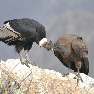 condor-dos-andes (Vultur gryphus) | WikiAves - A Enciclopédia das Aves ...