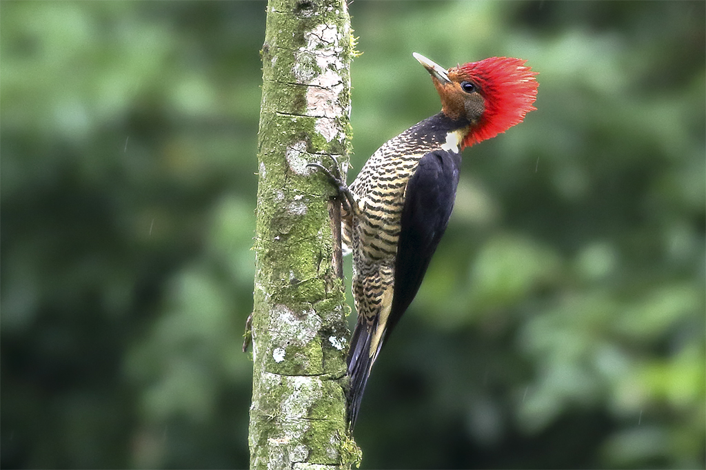 Foto pica-pau-de-cara-canela (Celeus galeatus) Por Paulo Lahr | Wiki Aves - A Enciclopédia das ...