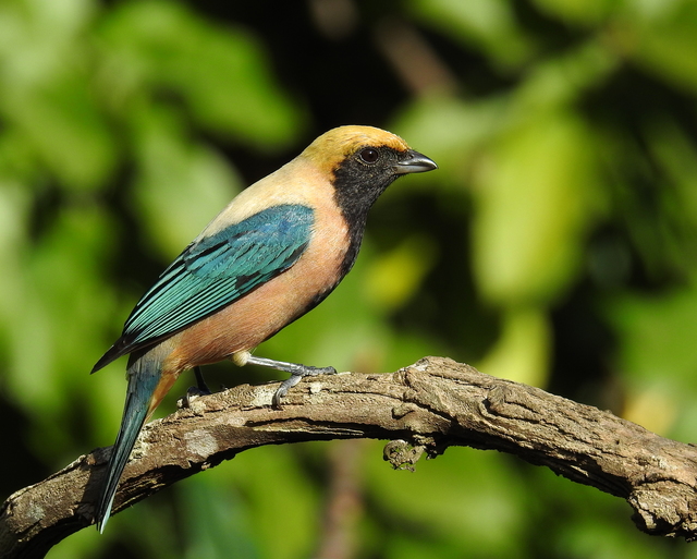 saíra-amarela (Tangara cayana) | WikiAves - A Enciclopédia das Aves do ...