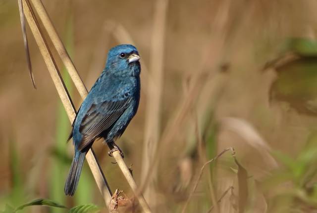 Foto azulinho (Cyanoloxia glaucocaerulea) Por Roberval | Wiki Aves - A ...