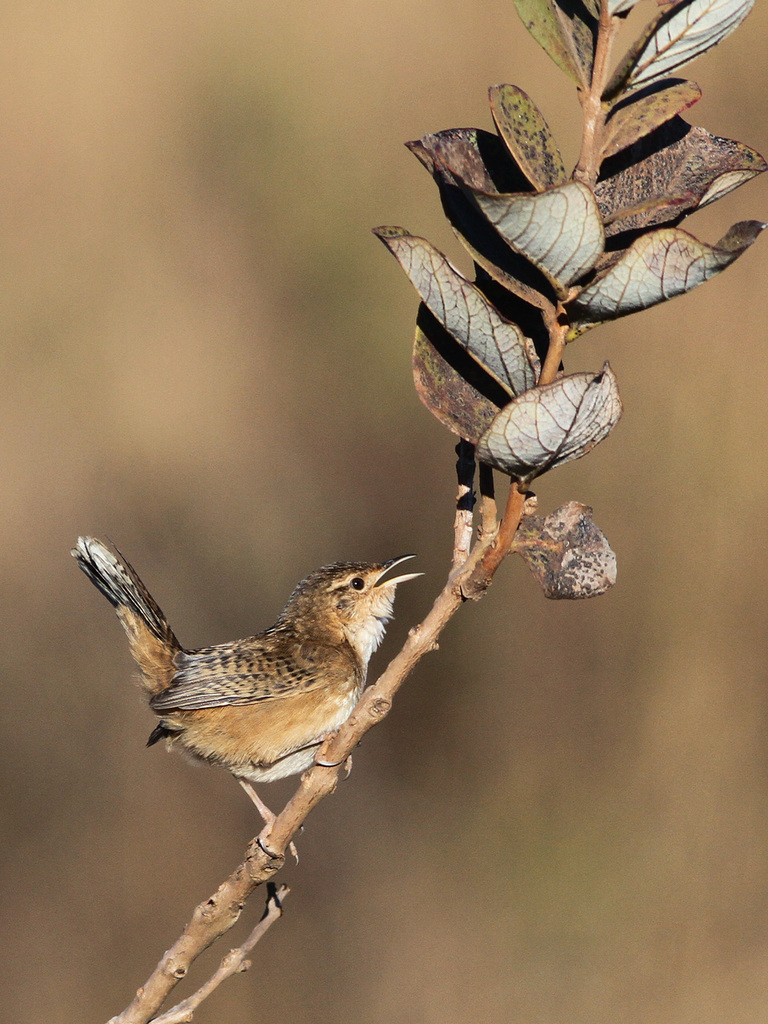 Foto corruíra-do-campo (Cistothorus platensis) Por Wagner Nogueira ...